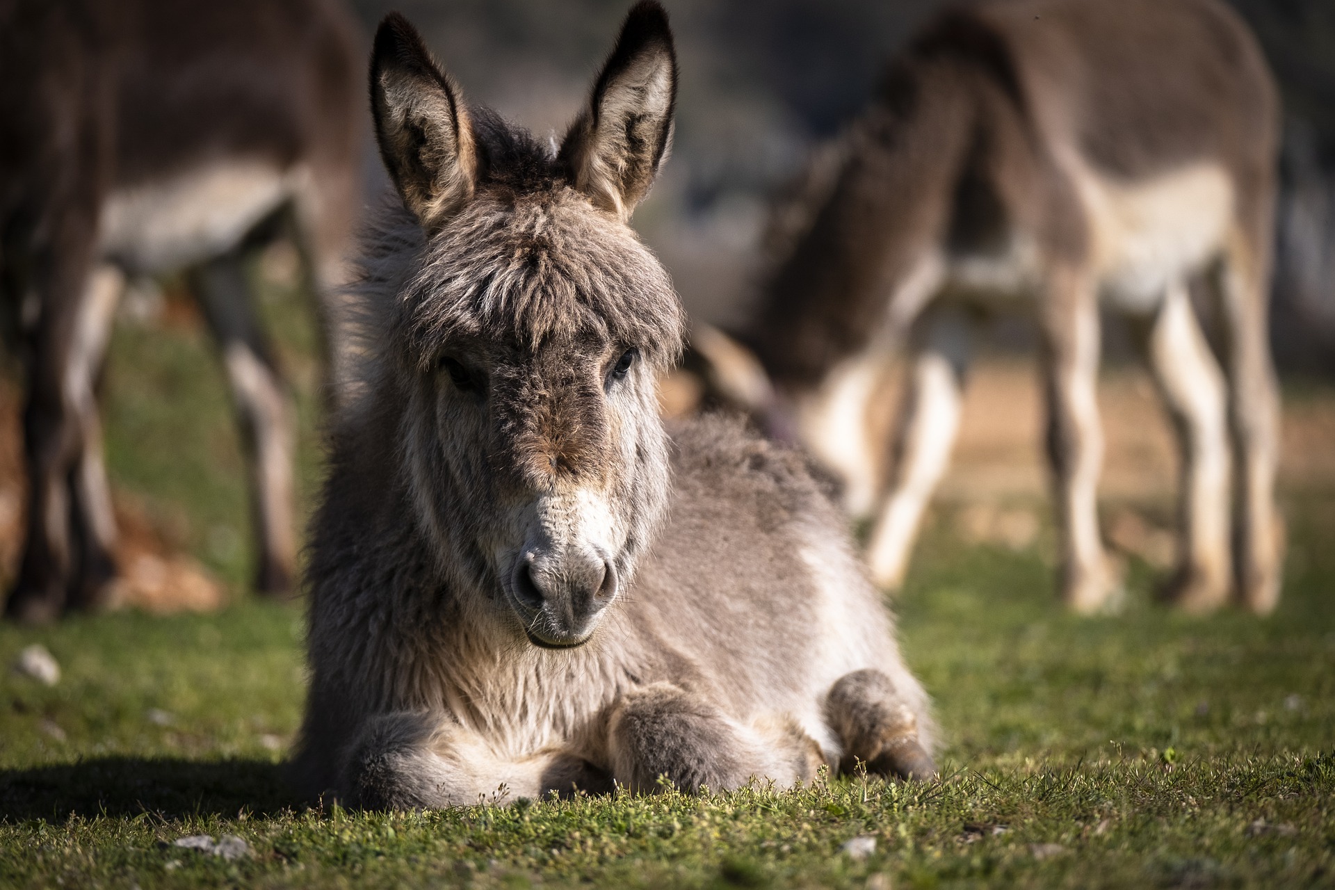 Rev Chat Episode 121 - "One on a Half Donkeys" - Beaminster Team Churches