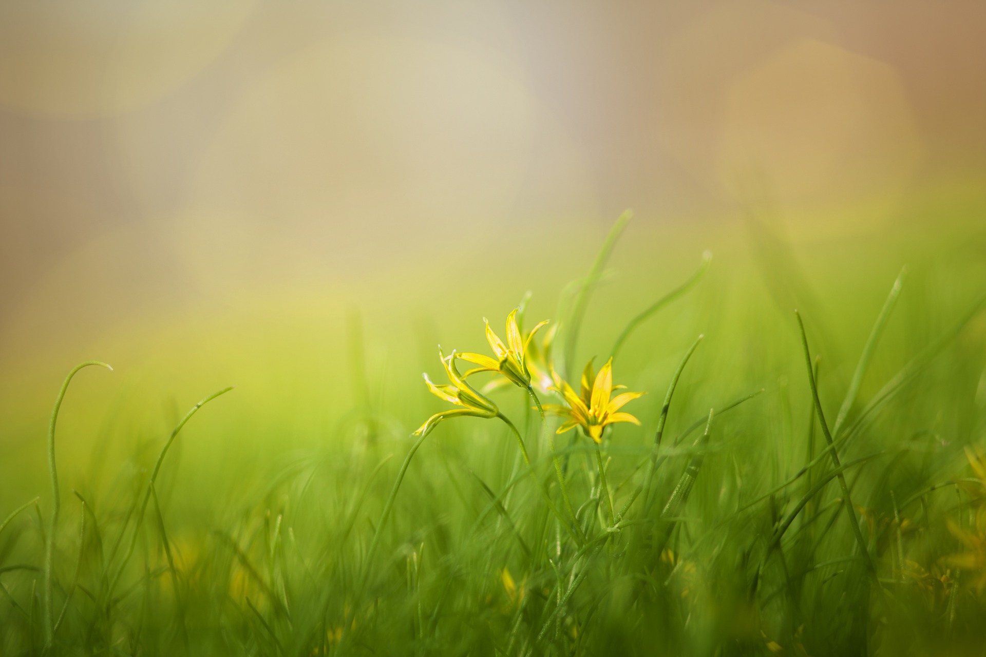 Worship At Home Sunday 3rd April Beaminster Team Churches worship-at-home-sunday-3rd-april-beaminster-team-churches